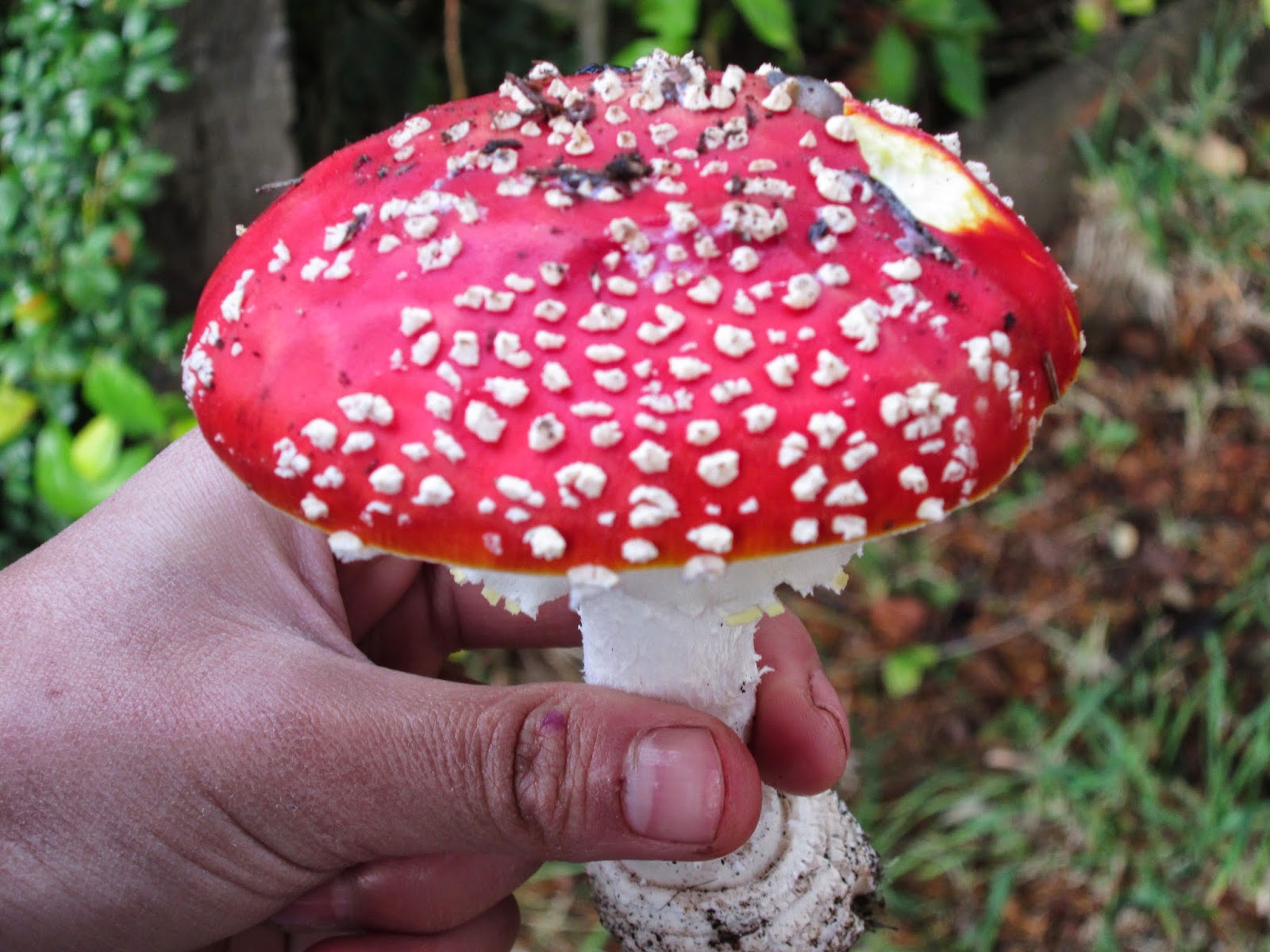 Material de Educación 1º a 8º Básico: ¿Que son los Hongos?